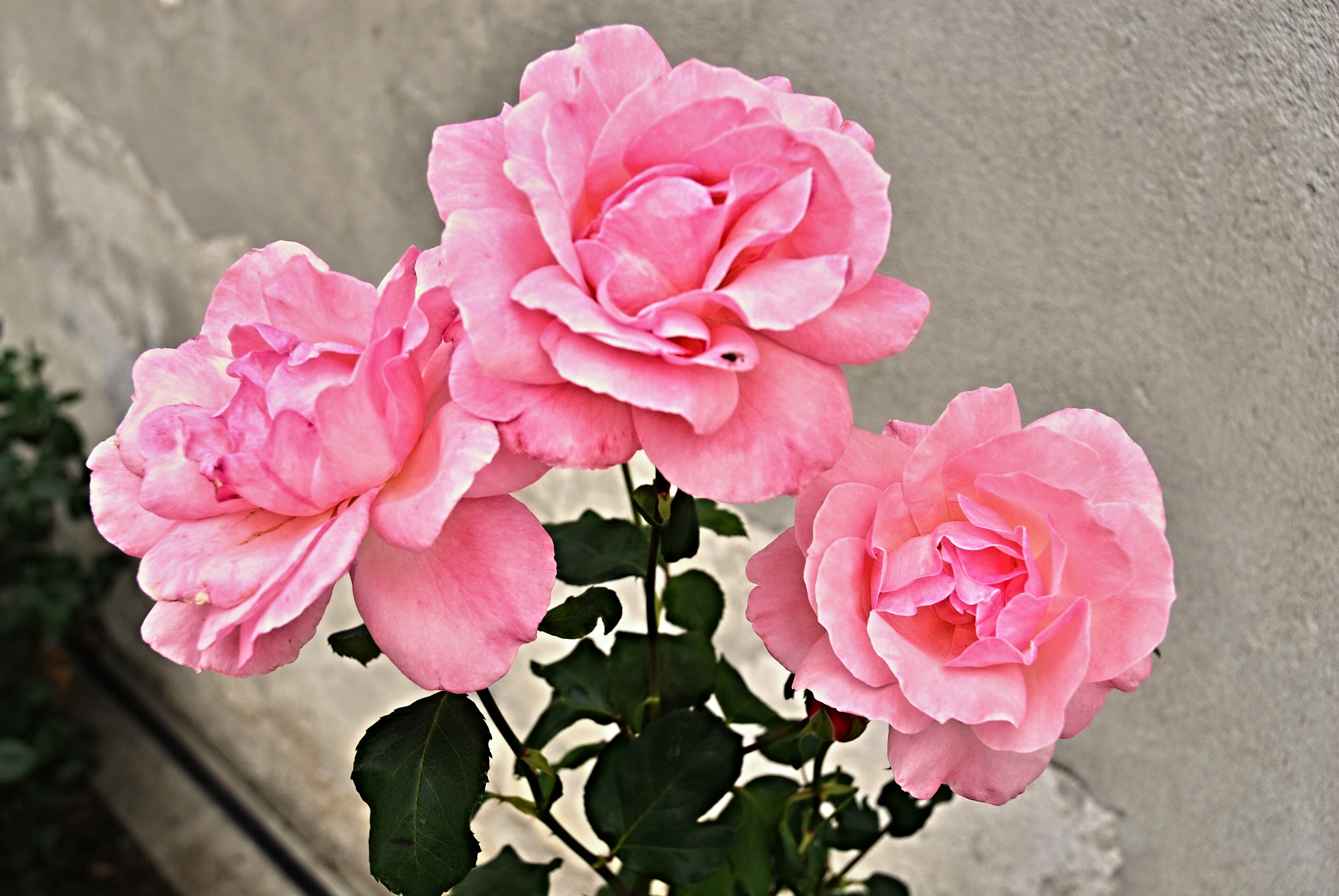 Flowering rose flower pink rose | Creazilla