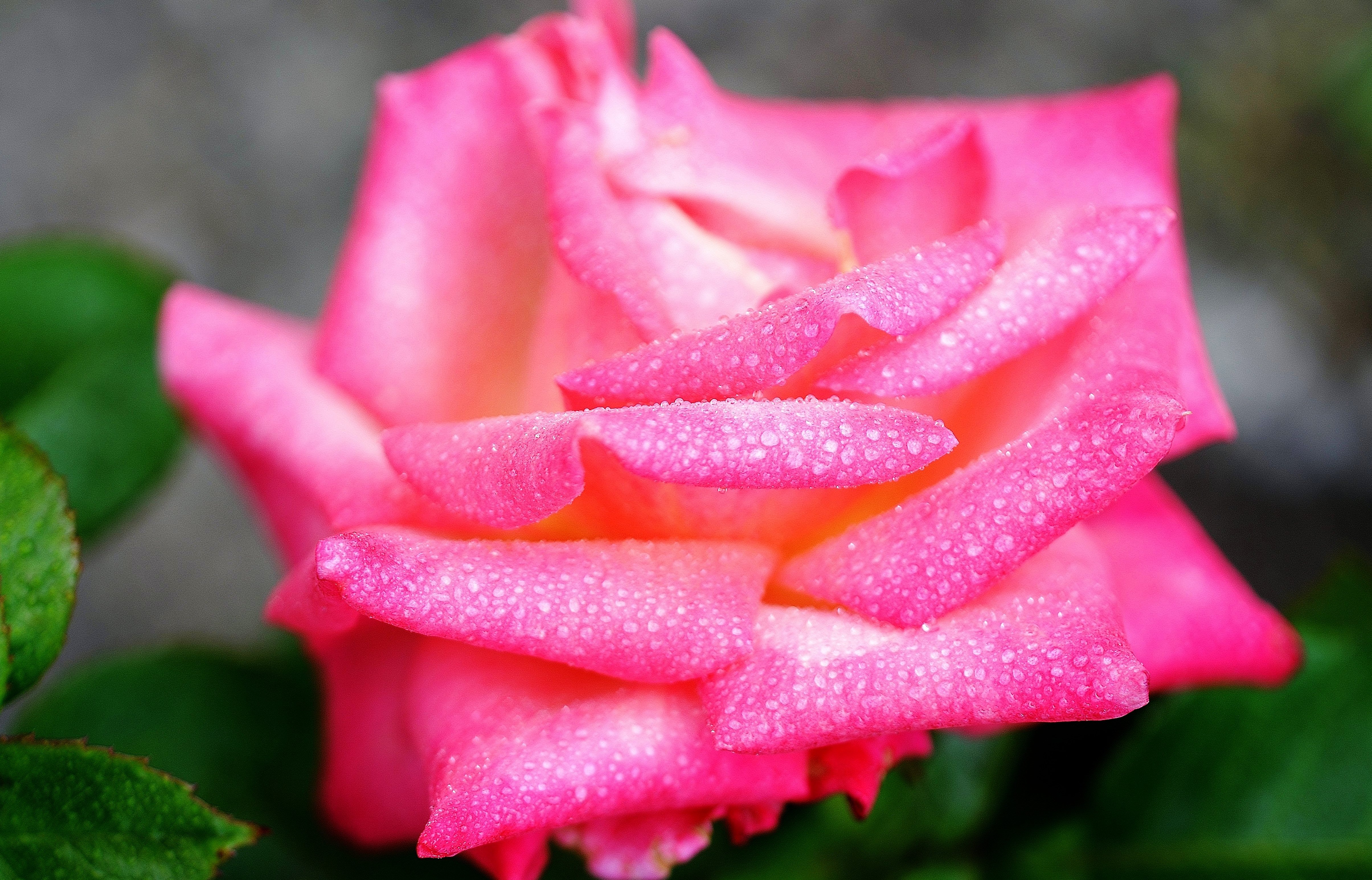 Flowering rose flower pink rose | Creazilla