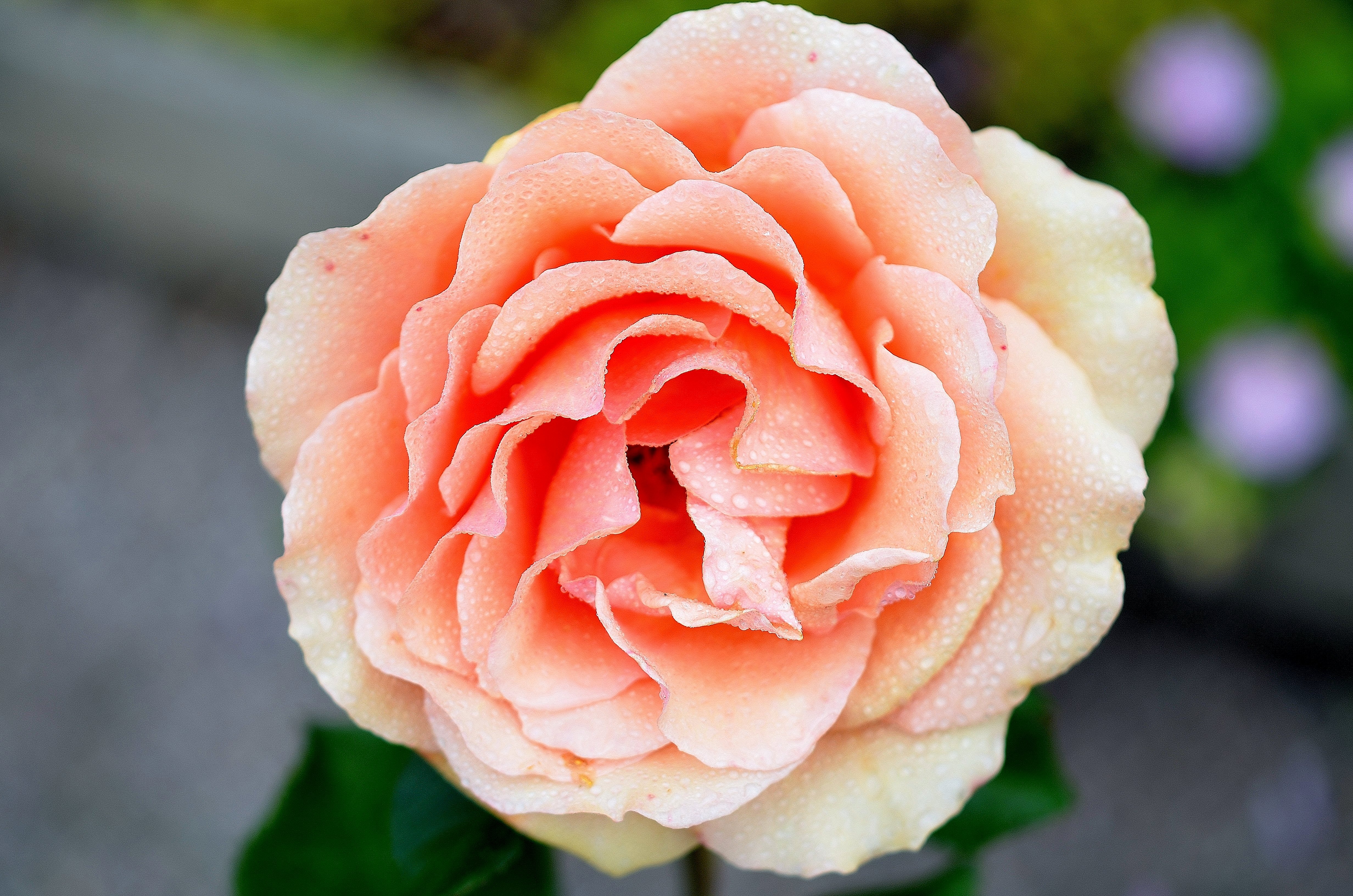 Flowering rose flower pink rose | Creazilla